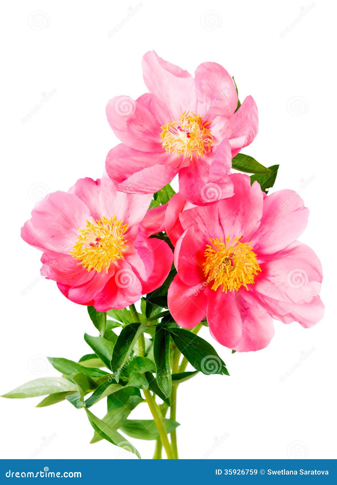 Three pink flowers stock image. Image of pink, peony - 35926759