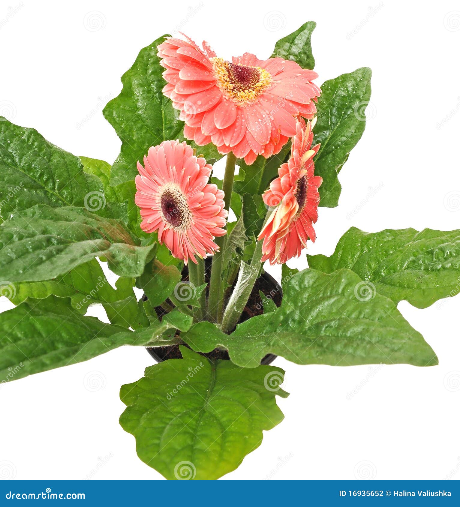 Three Pink Gerberas with Green Leafs Stock Photo - Image of daisy, leaf ...