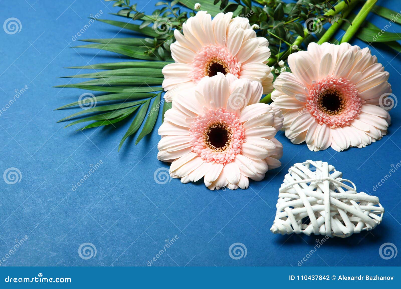 Three pink gerberas stock photo. Image of coconut, beauty - 110437842
