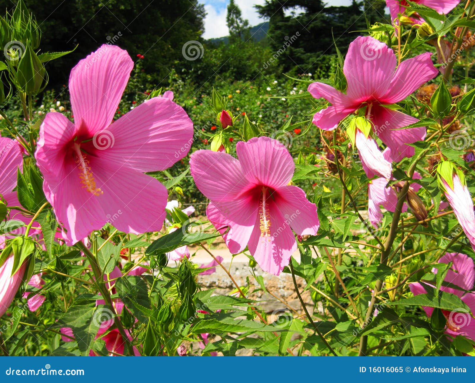 Three Pink Hibiscuses (syrian Roses) Stock Image - Image of hibiscuse ...