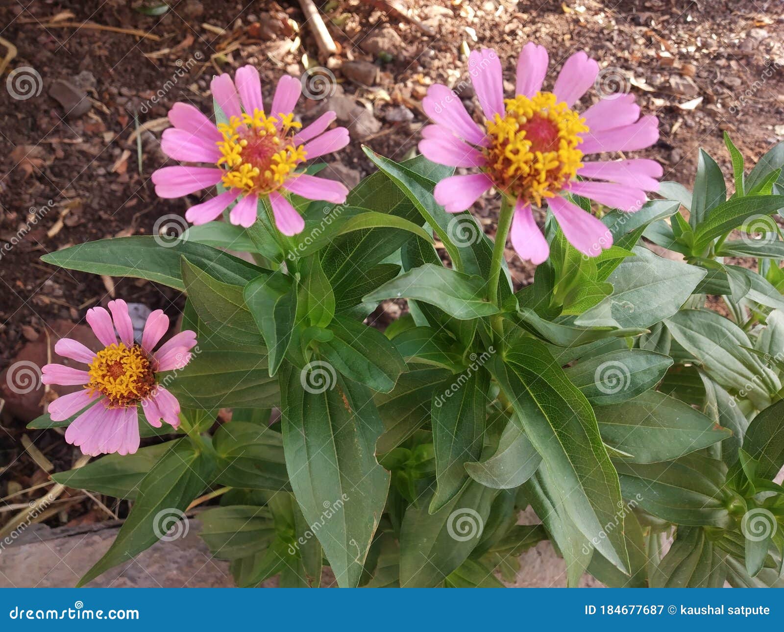 Pink Jalbera Stock Photos - Free & Royalty-Free Stock Photos from ...