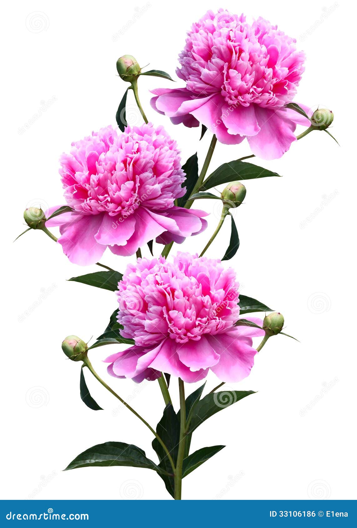 Three pink peony stock photo. Image of peonies, stem - 33106186