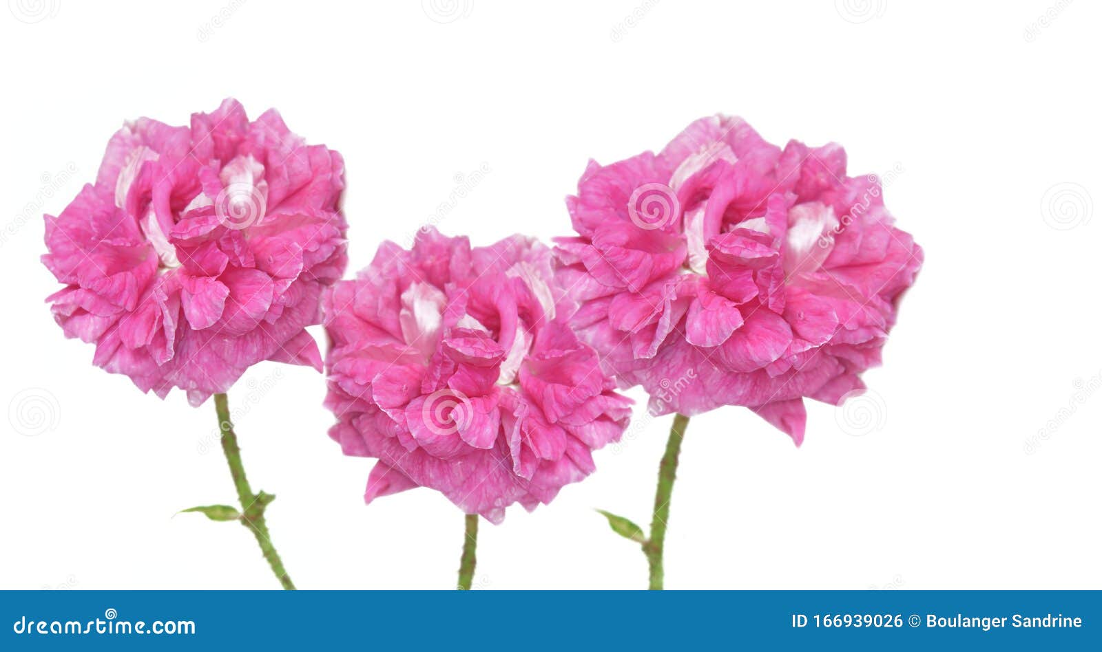 Three Pink Rose Blooming and Isolated Stock Photo - Image of concept ...
