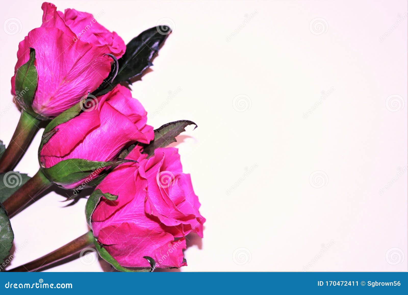 Three Pink Rose Buds Isolated on Light Pink Background Stock Image ...