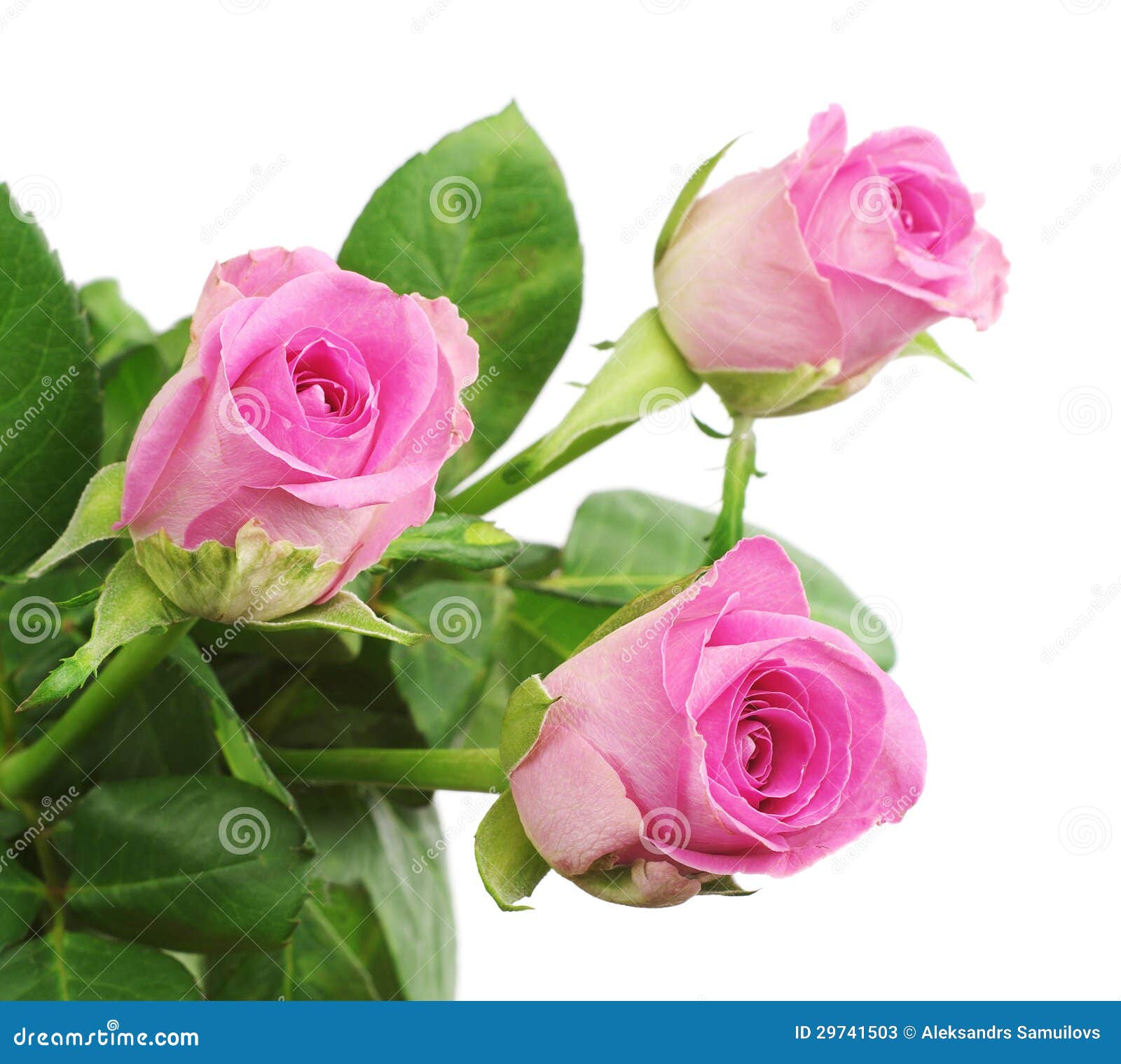 Three pink rose closeup stock image. Image of flower - 29741503