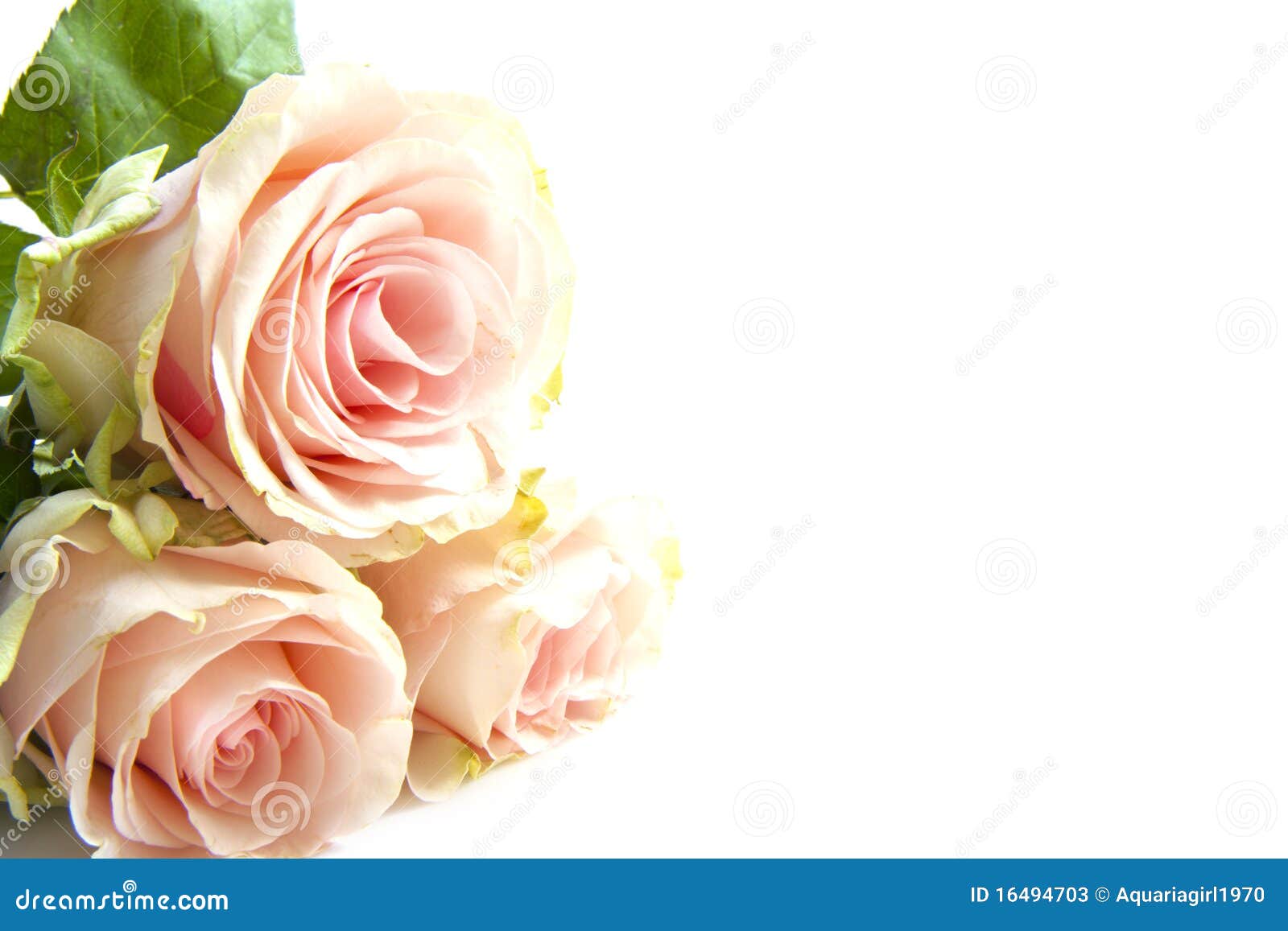 Three pink roses stock image. Image of decorative, roses - 16494703