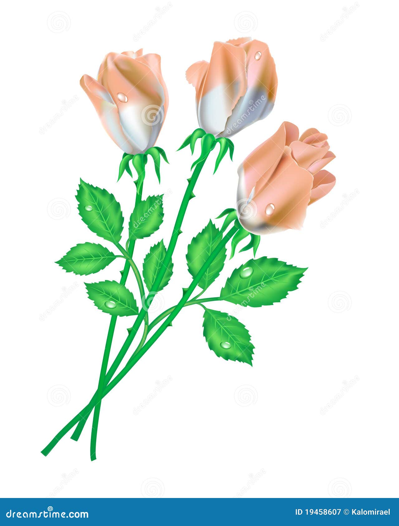 Three pink roses stock vector. Illustration of rose, petals - 19458607