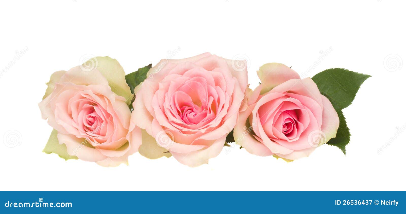 Three Pink Roses Row Stock Photos - Free & Royalty-Free Stock Photos ...