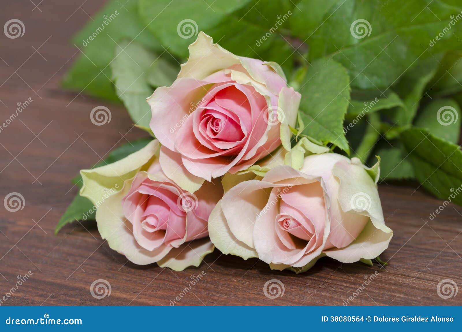 Three pink roses stock photo. Image of focus, sunday - 38080564