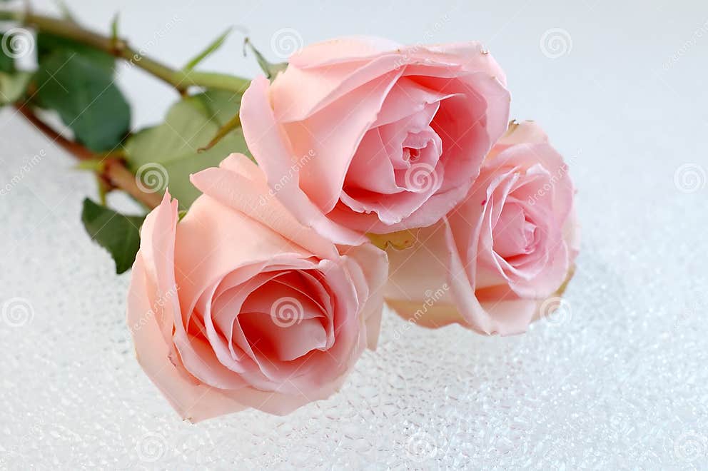 Three pink roses stock image. Image of blooming, flora - 878883
