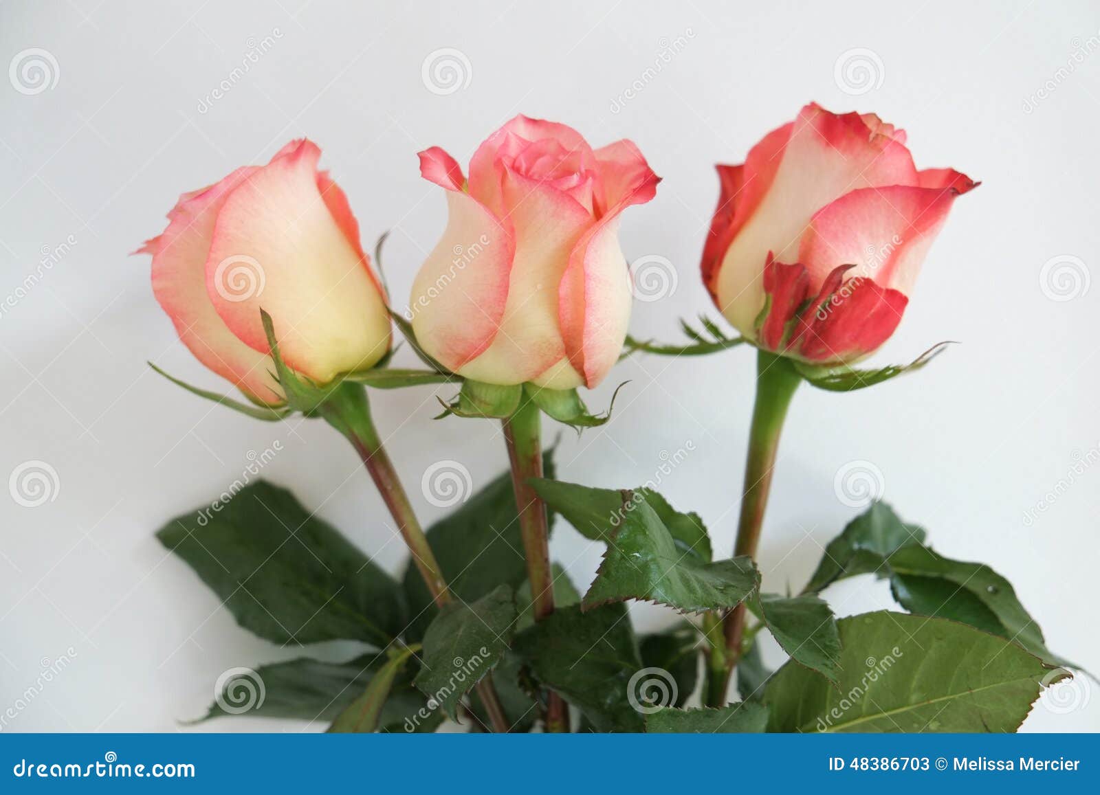 Three pink roses stock image. Image of bouquet, details - 48386703