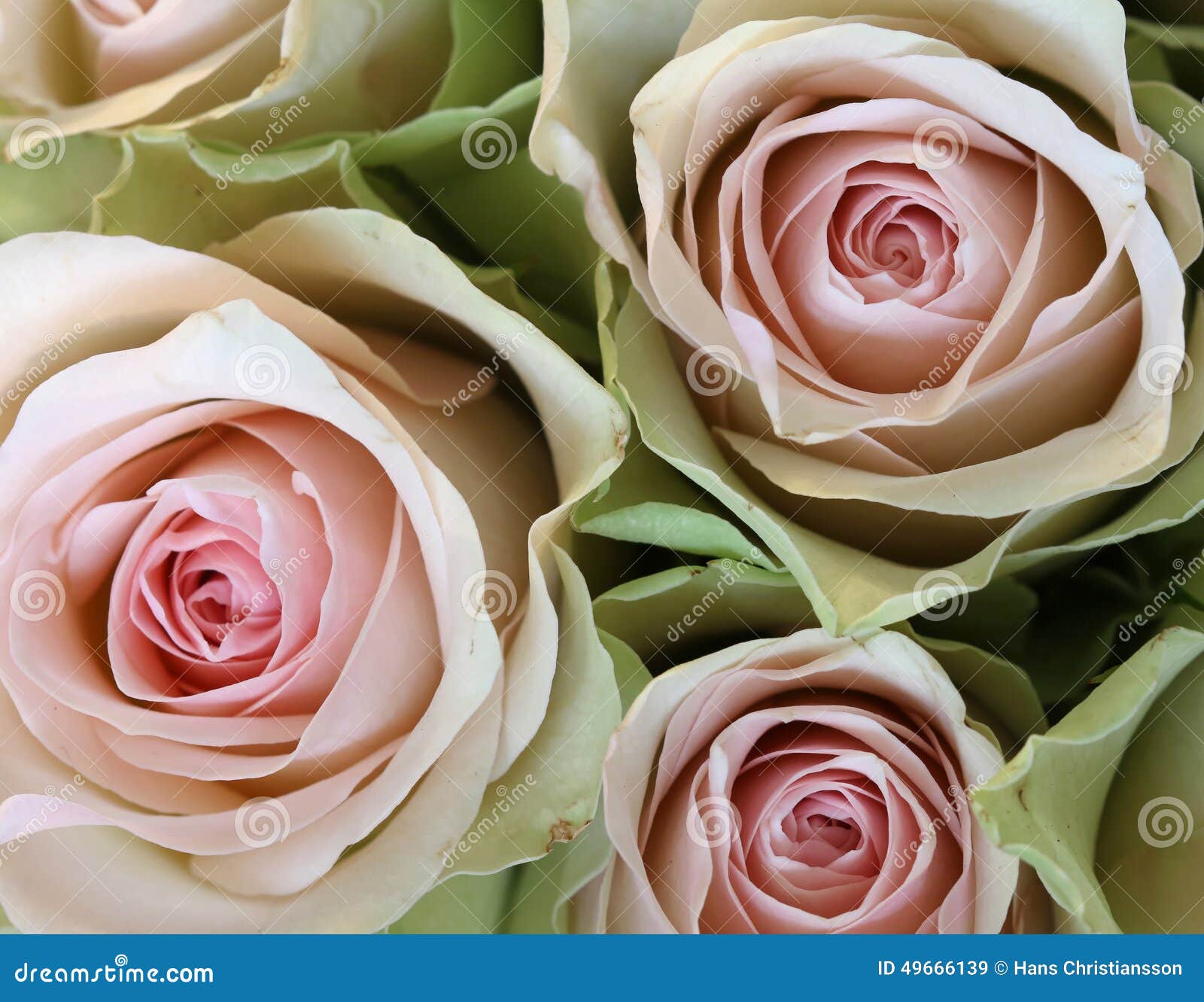 Three pink roses stock image. Image of rosa, coloured - 49666139