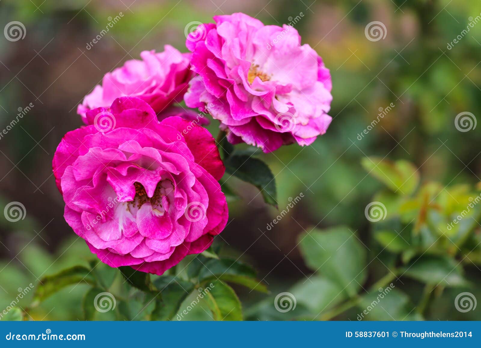 Three Pink Roses in a Garden Stock Image - Image of color, freshness ...