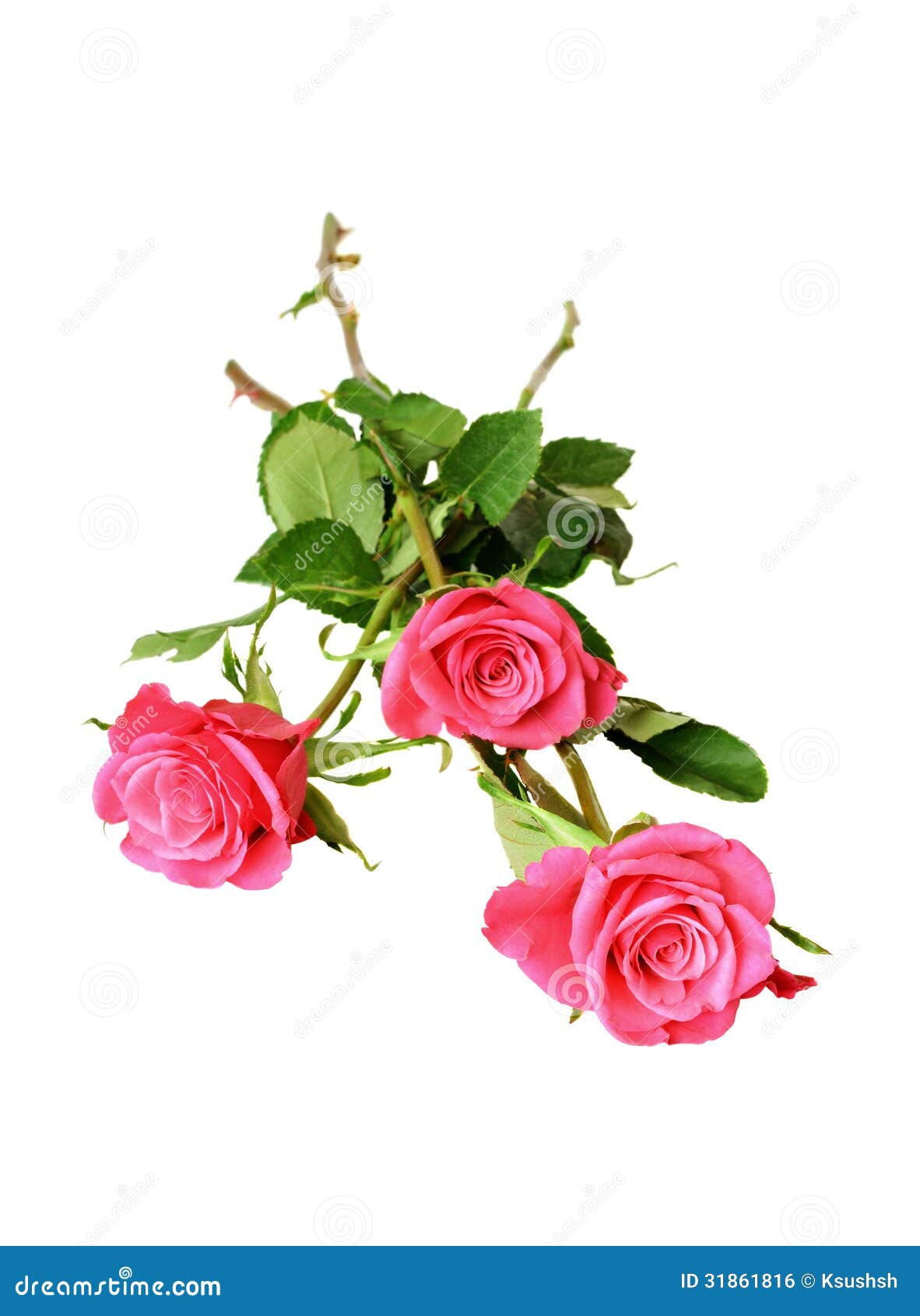 Three pink roses stock photo. Image of wedding, flower - 31861816