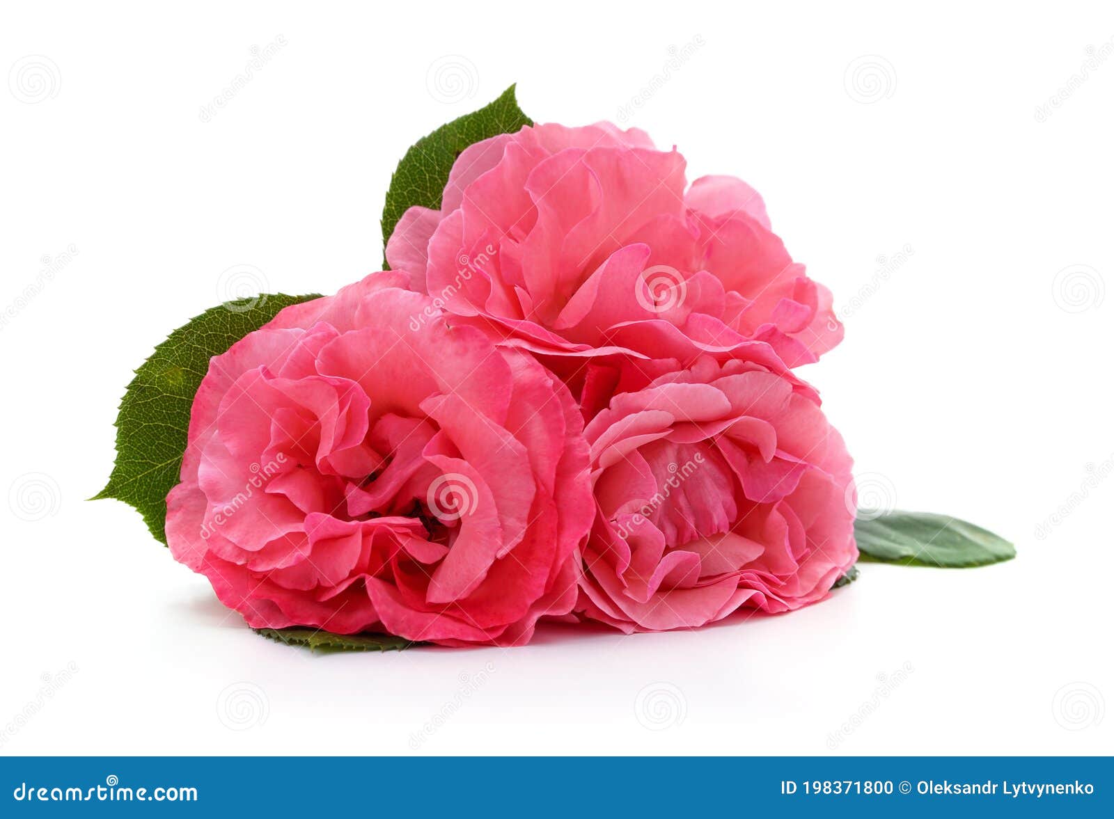 Three pink roses stock photo. Image of plant, white - 198371800