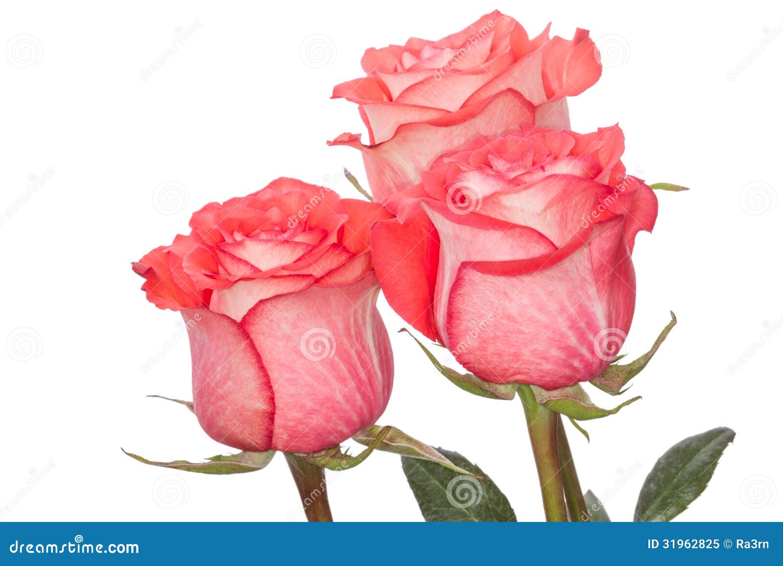 Three pink roses stock image. Image of color, gift, present - 31962825