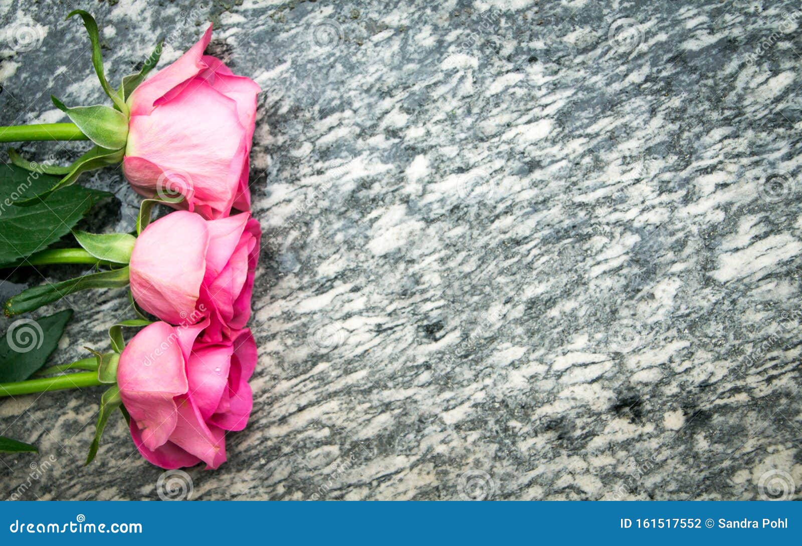Roses on stone stock photo. Image of color, greetings - 161517552