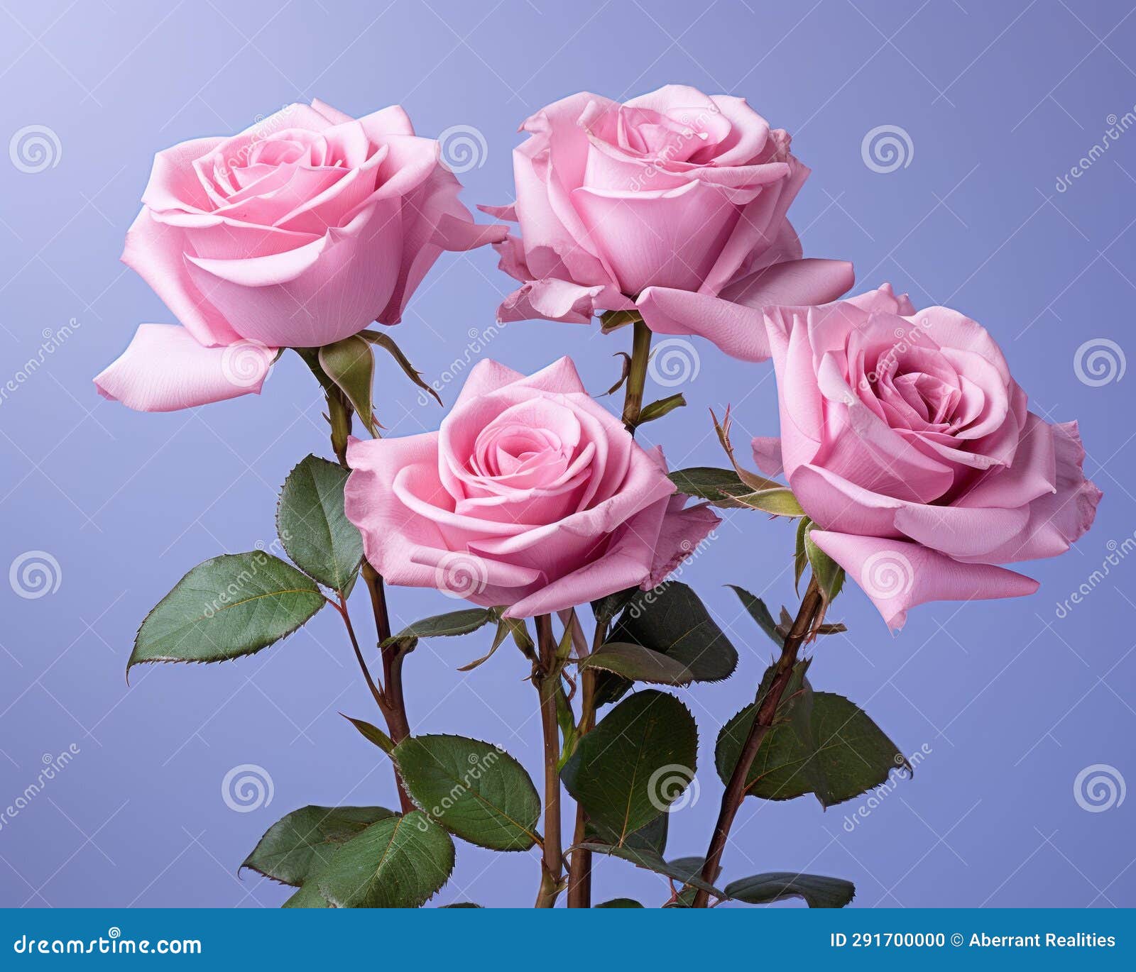 Three Pink Roses in a Vase on a Blue Background Stock Illustration ...