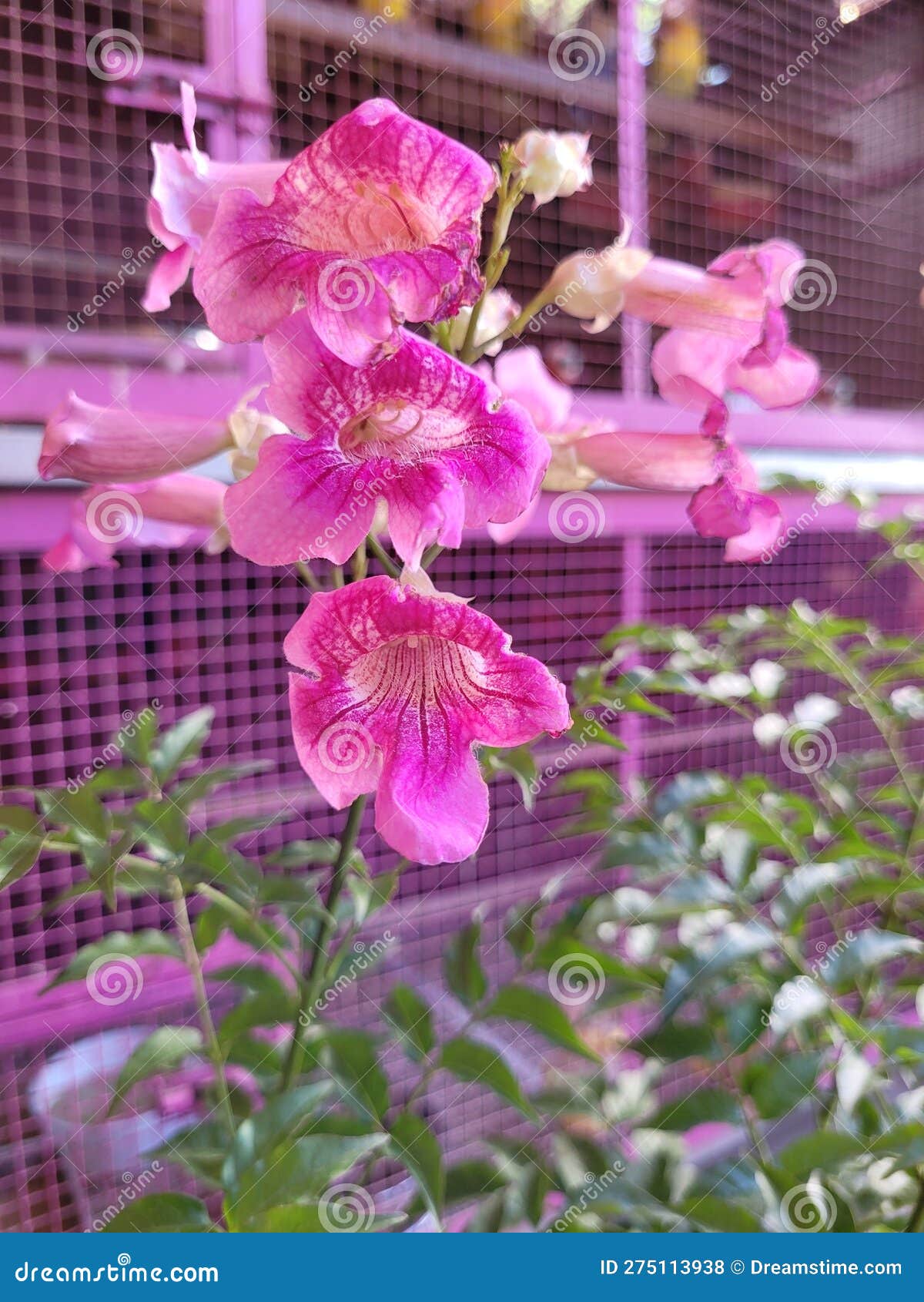 Three Pink Trumpet Flowers in a Row Stock Photo - Image of purple ...