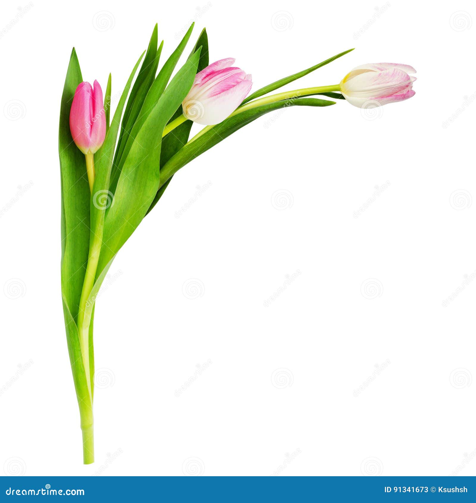 Three Pink Tulip Flowers in a Corner Arrangement Stock Image - Image of ... Three Pink Tulip Flowers in a Corner Arrangement Stock Image - Image of ...