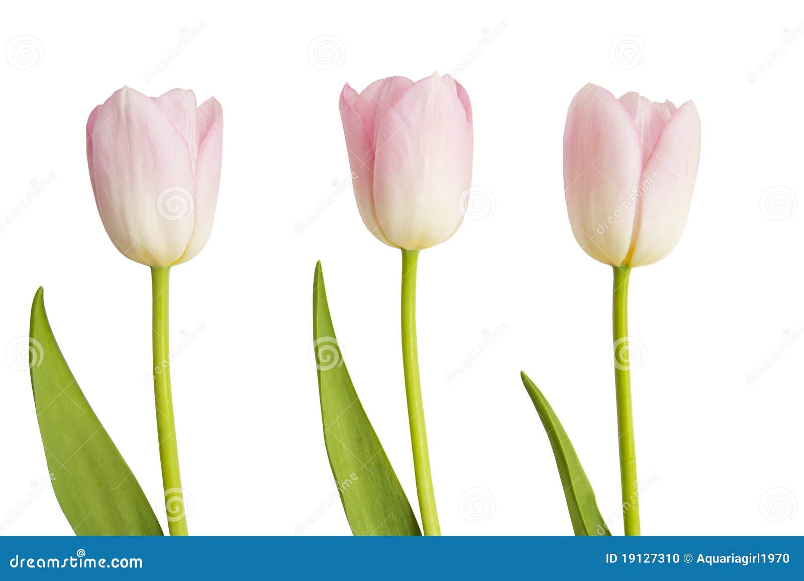 Three pink Tulips stock photo. Image of present, decoration - 19127310