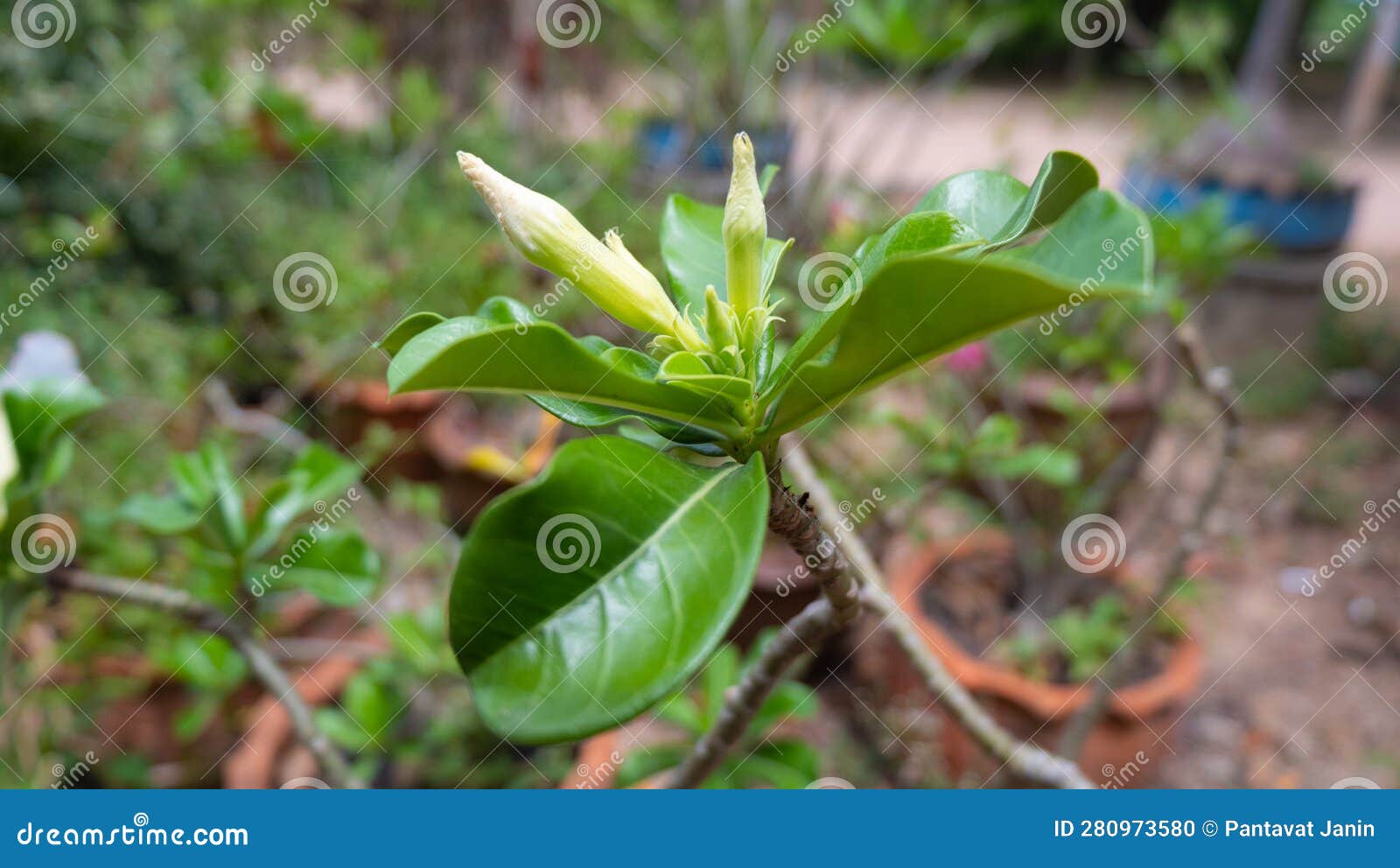 Adenium before Blooming on a Branch Stock Photo - Image of closeup ...