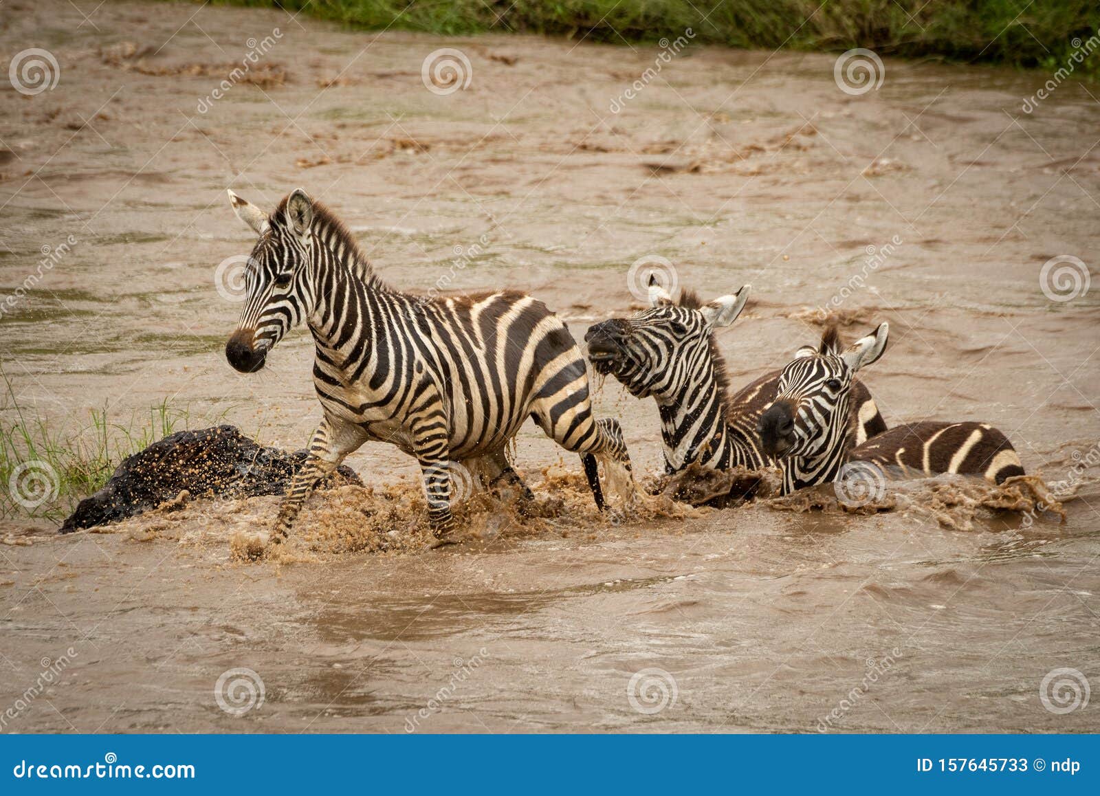 Zebra Cross With Red Background On A Street Royalty-Free Stock Photo ...