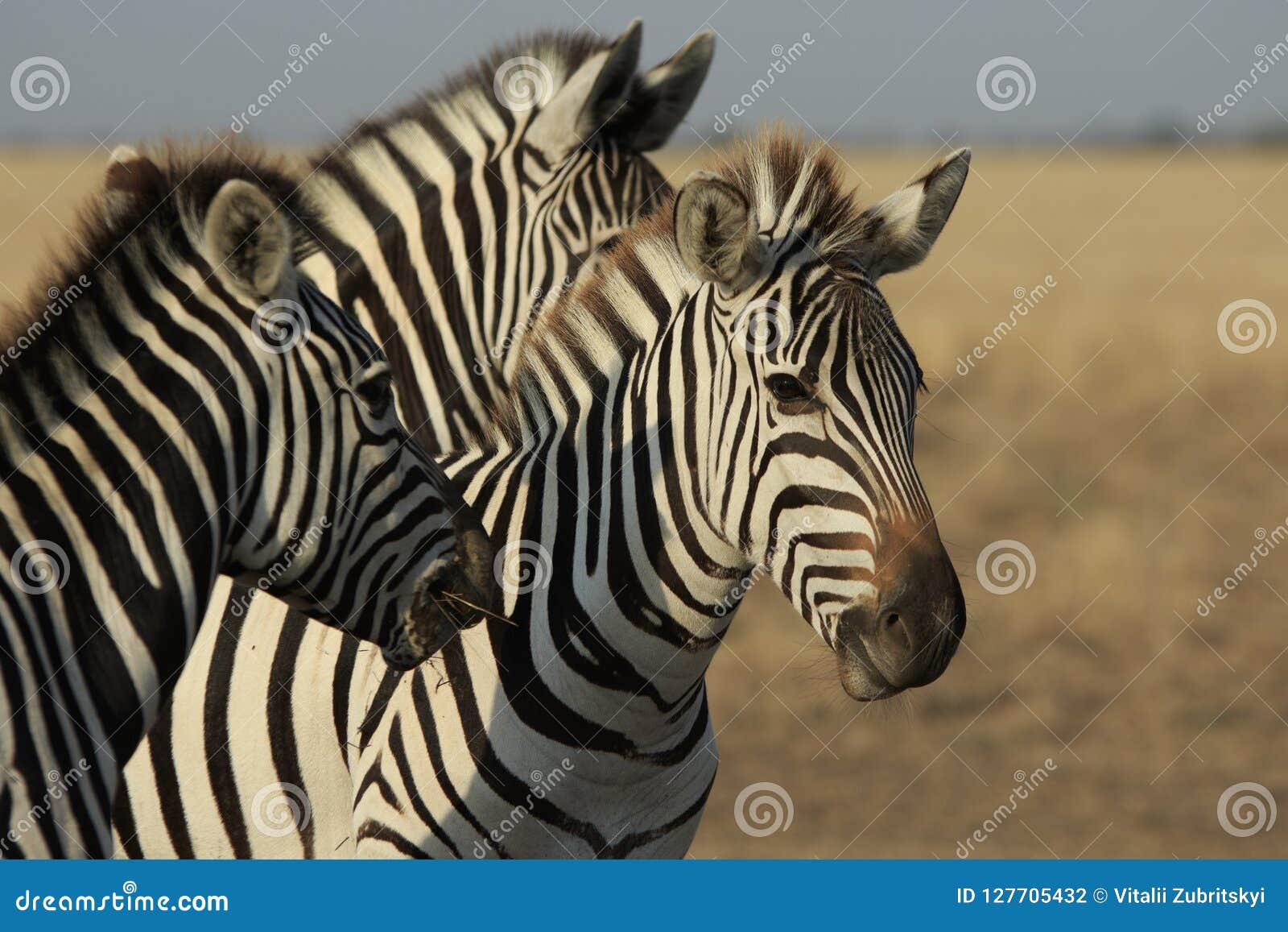 Three Plains Zebras stock photo. Image of closeup, reserve - 127705432