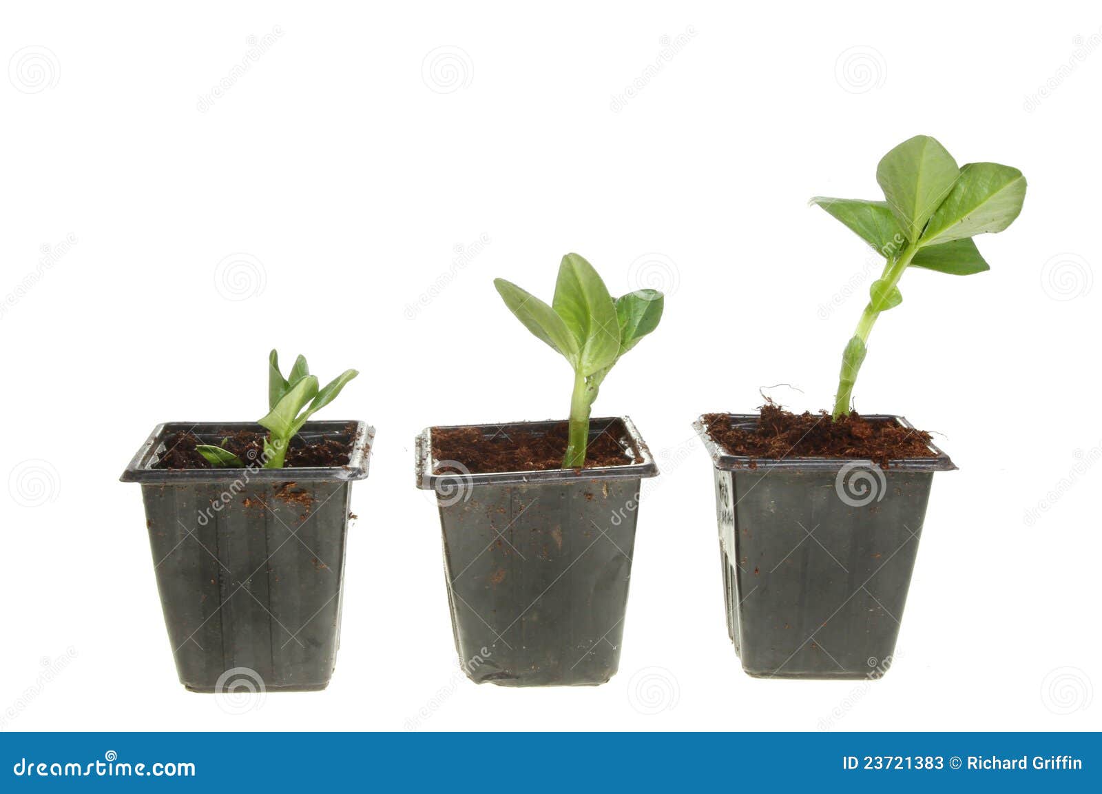 Three plant seedlings stock image. Image of vegetable - 23721383
