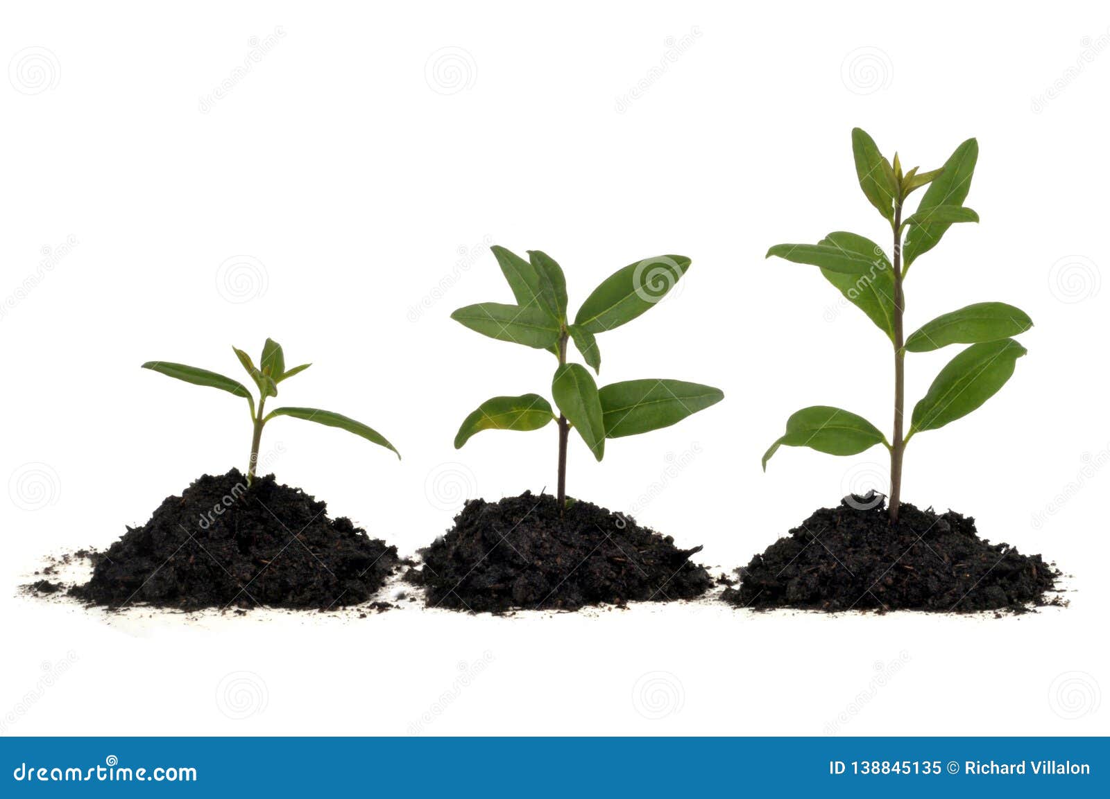 Three plants in the soil stock image. Image of stages - 138845135