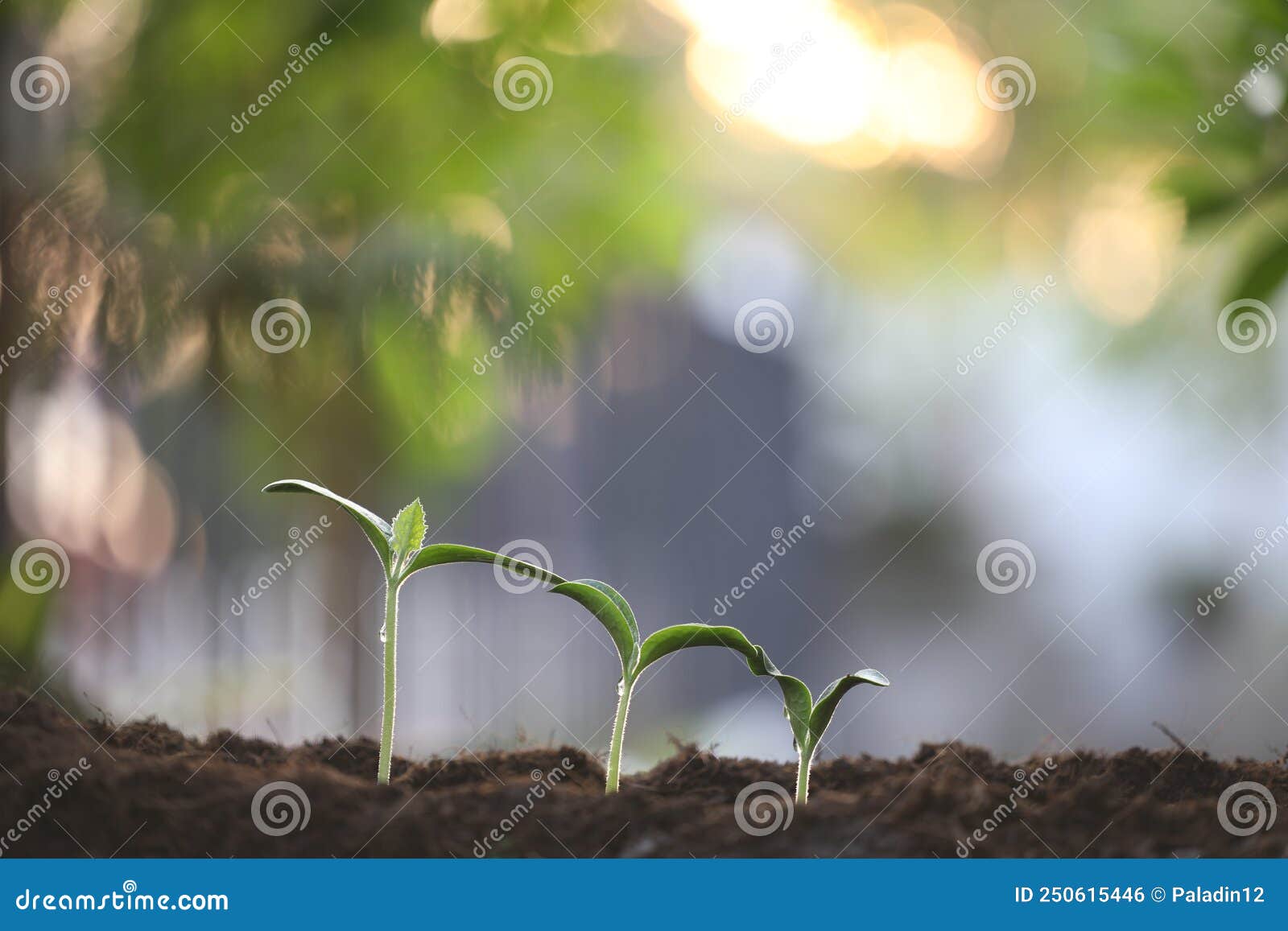 Three Plants Sprout Growing Stock Photo - Image of agriculture, leaf ...