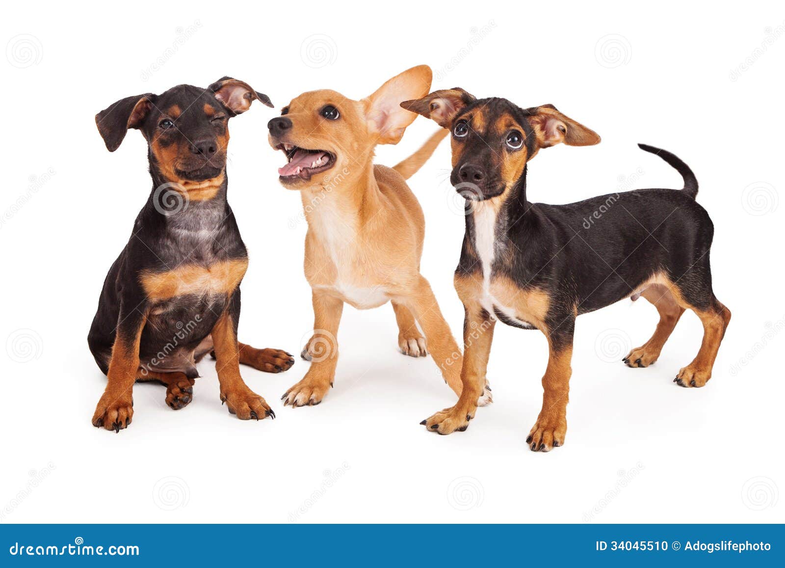 Three Playful Puppy Siblings Stock Photo - Image of mammal, breed: 34045510