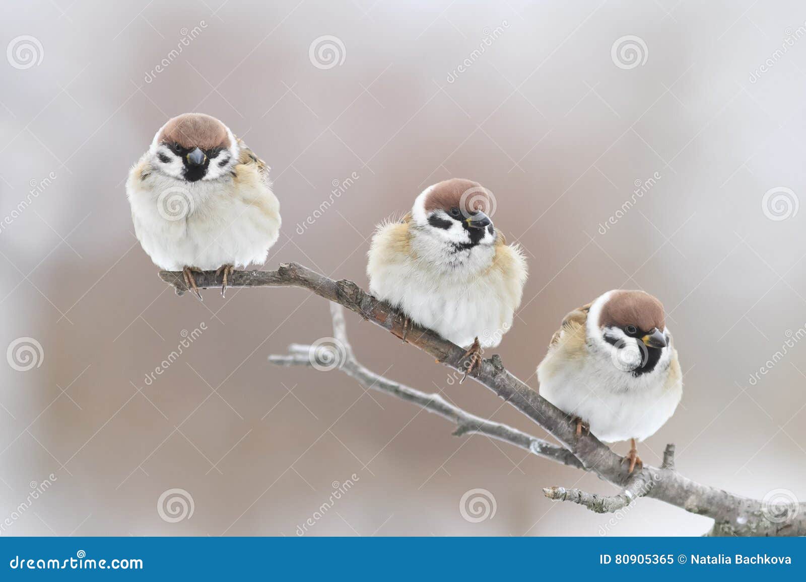 Three Plump Birds Sitting on a Branch in the Park Stock Image - Image ...