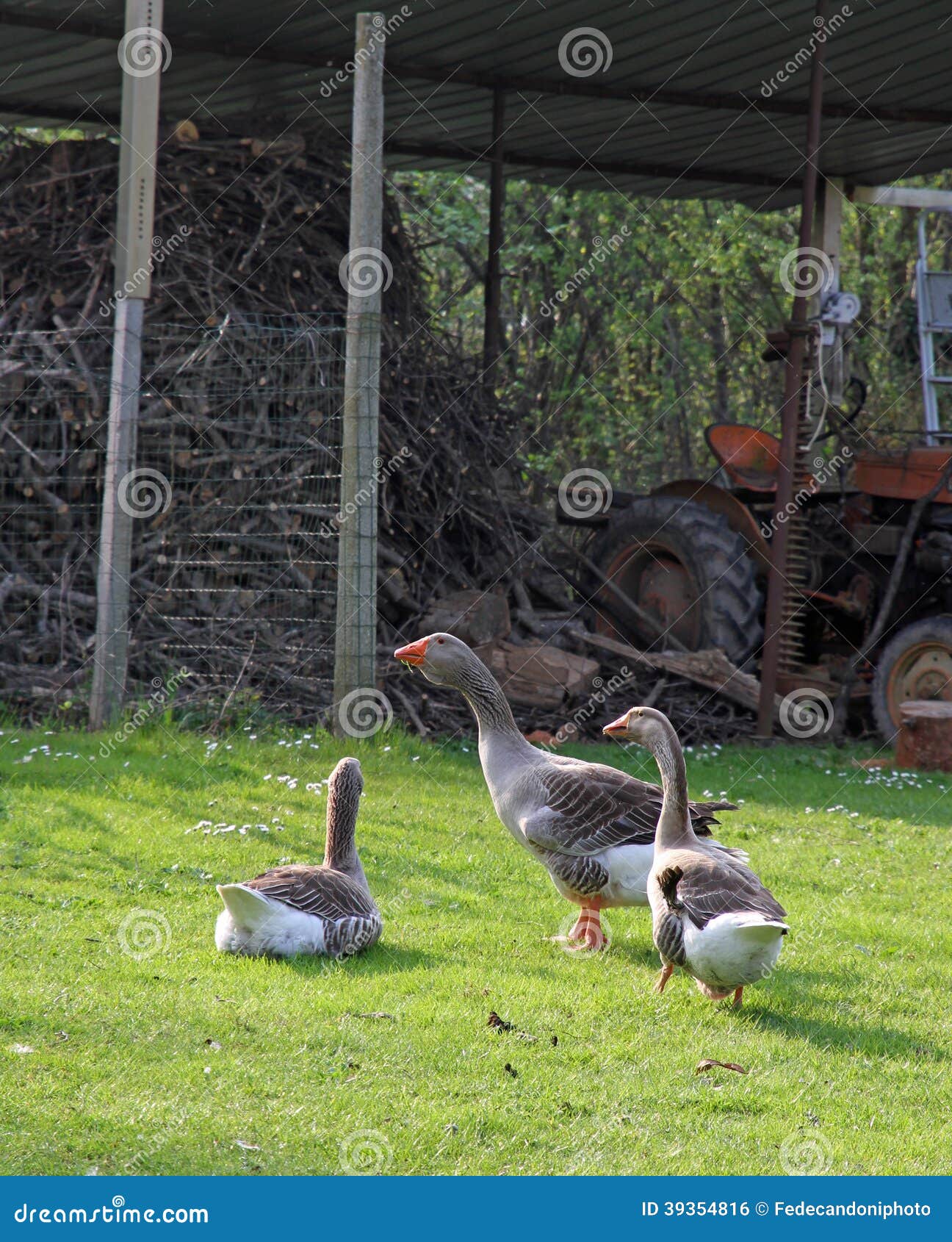 Three Plump Geese in a Farm S Courtyard Stock Photo - Image of animal ...