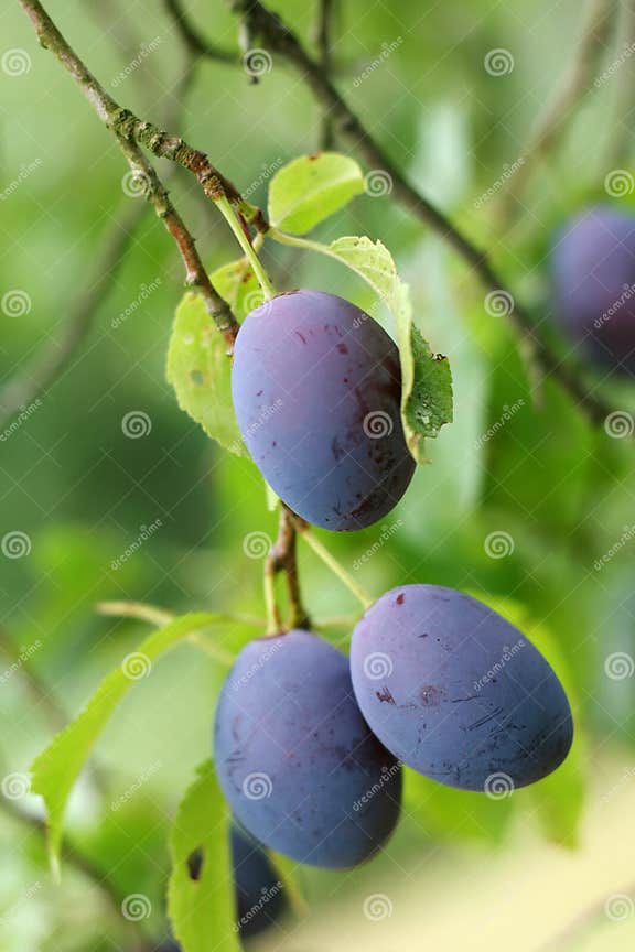 Three plums stock image. Image of natural, purple, food - 11540575
