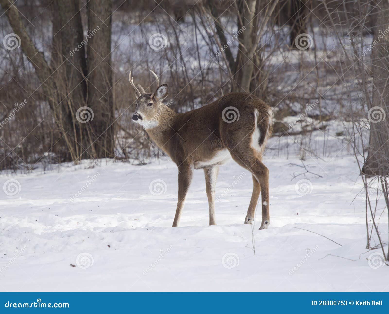 Three Point Buck Stock Photos - Image: 28800753