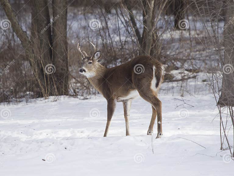 Three Point Buck stock image. Image of animal, wild, brown - 28800753