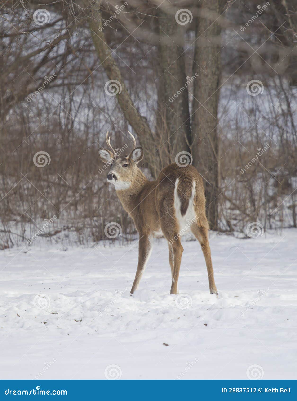 Three Point Buck Quartering View Stock Photo - Image of white ...