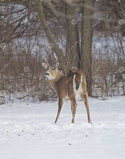 Three Point Buck Quartering View Stock Photo - Image of white ...
