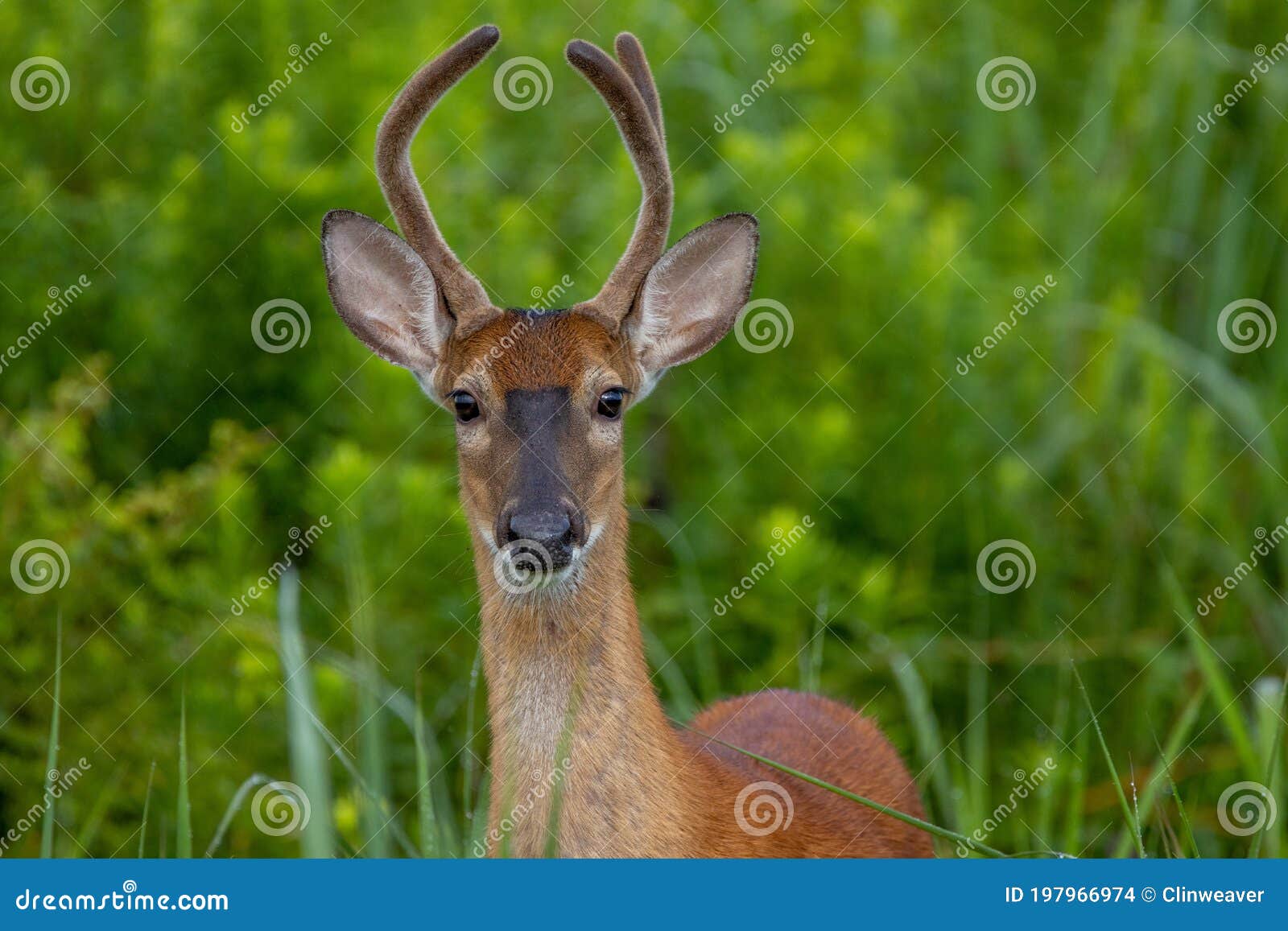Three Point Buck stock photo. Image of forest, wildlife - 197966974