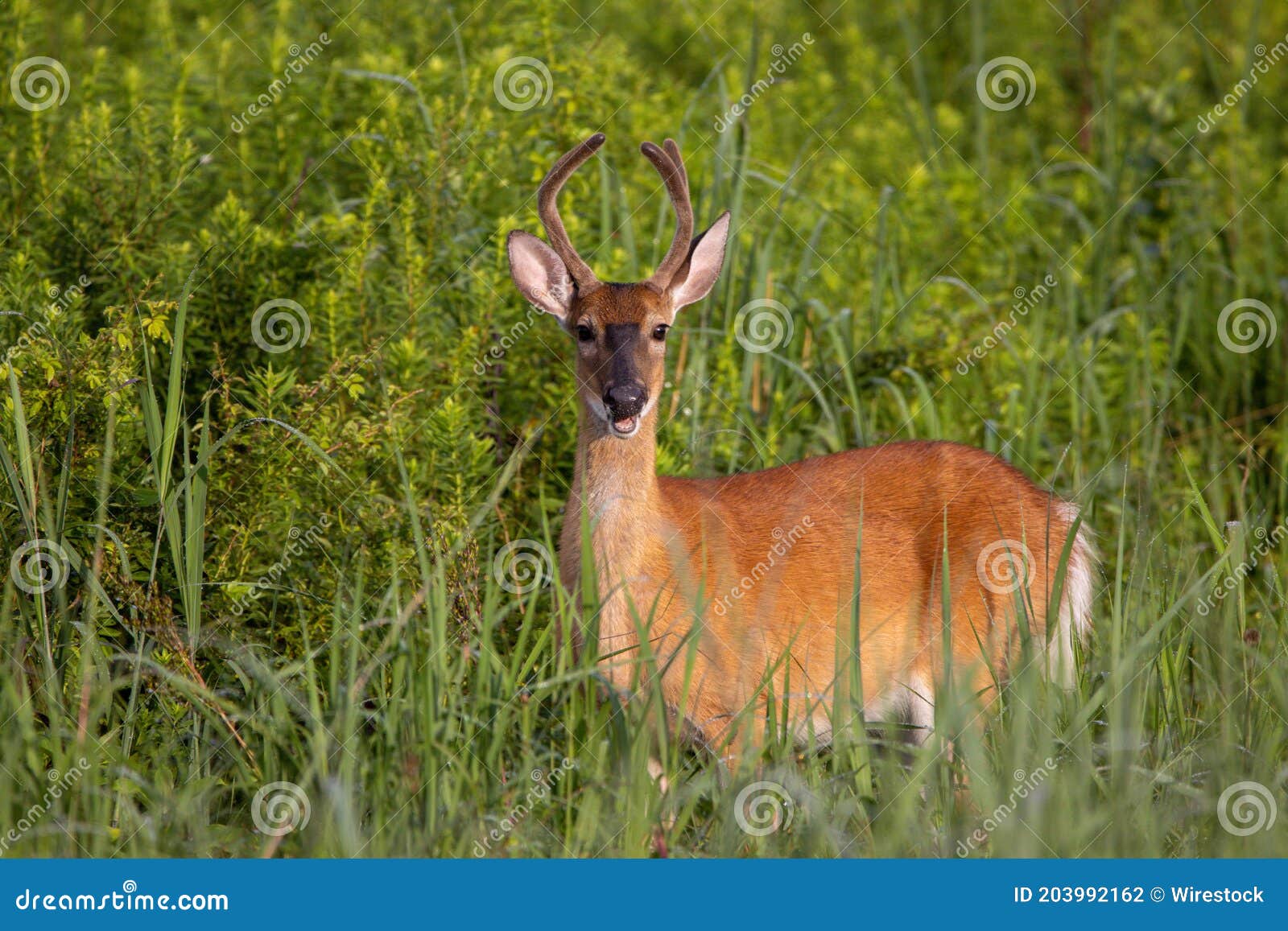 Three-point Yearling Buck in a Grass Field Stock Photo - Image of ...