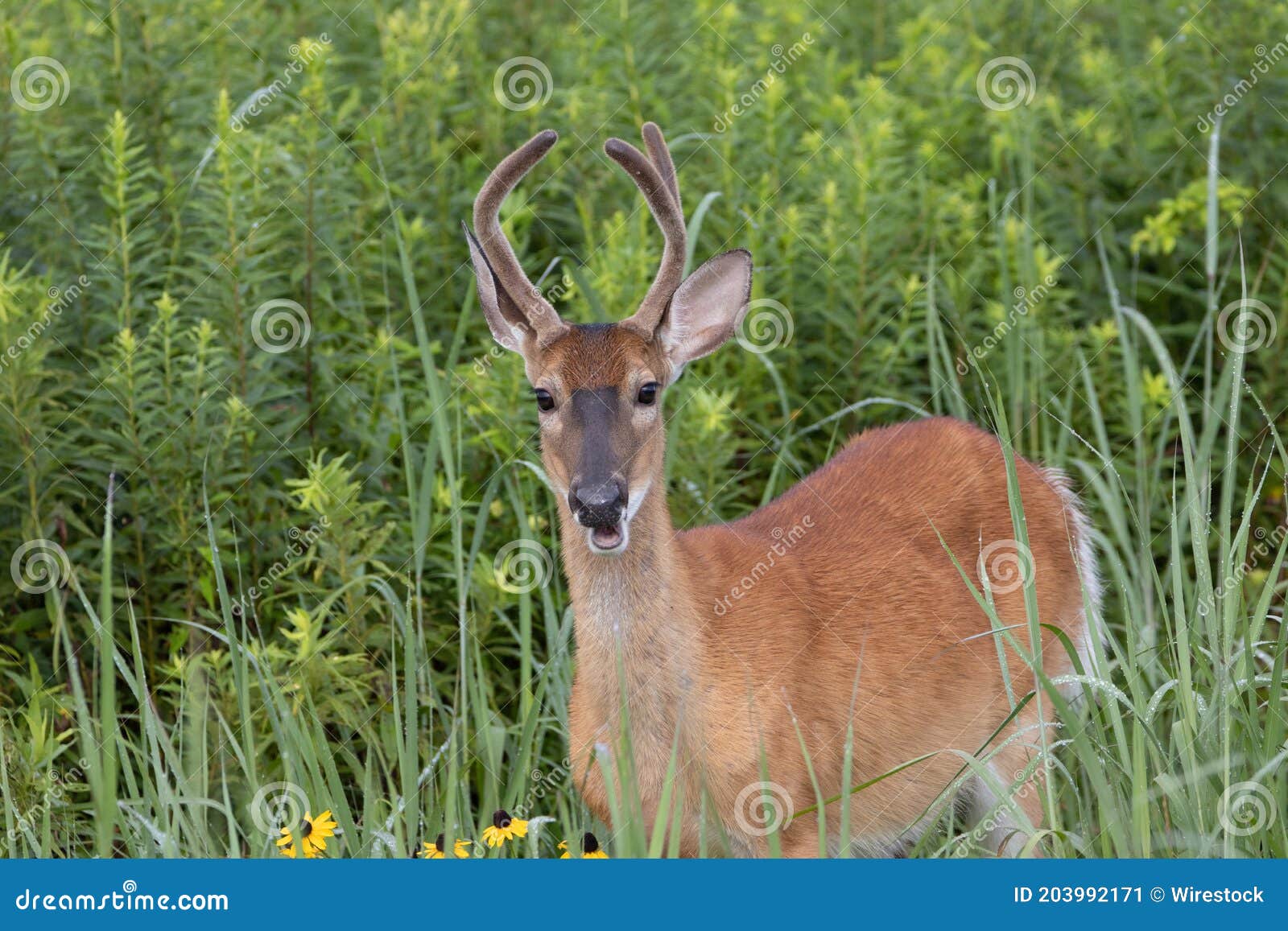 Three-point Yearling Buck in a Grass Field Stock Image - Image of buck ...