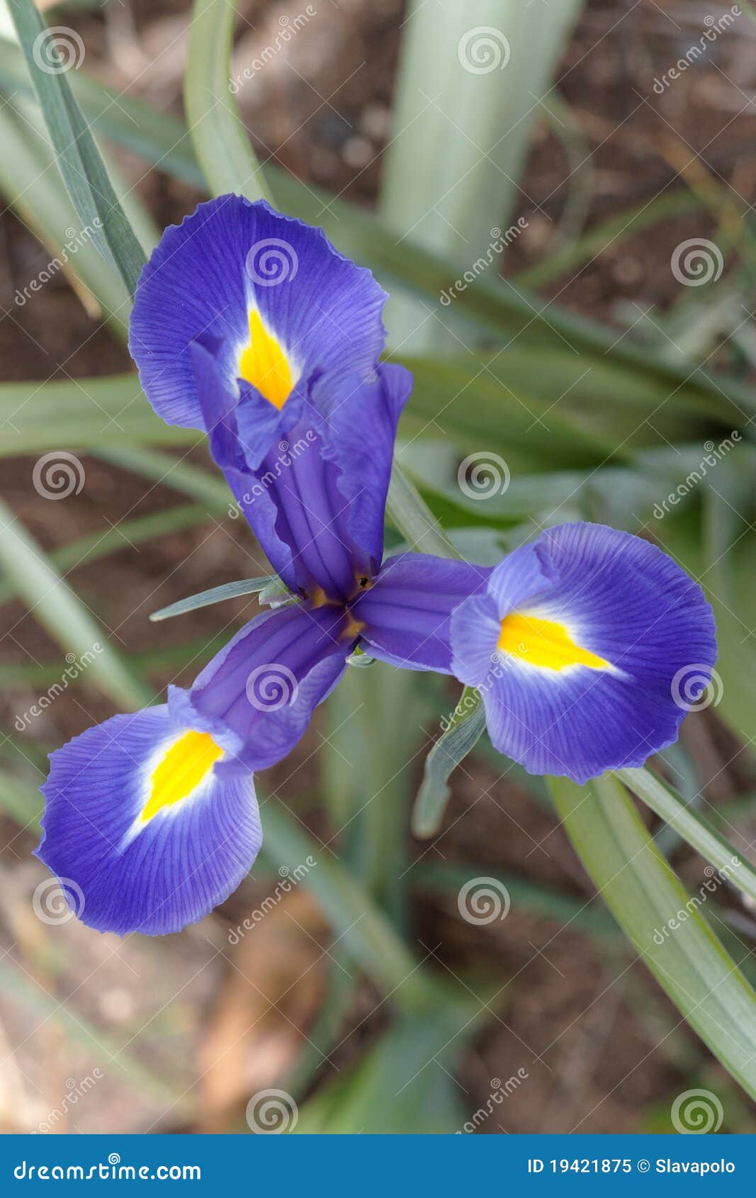 Three-pointed Star of Purple Iris Flower Stock Image - Image of ...