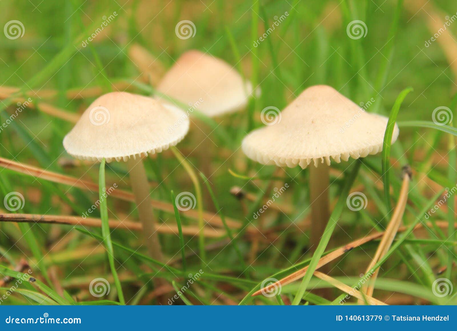 Three Poisonous Mushroom Toadstools in the Shape of Umbrellas Stock ...