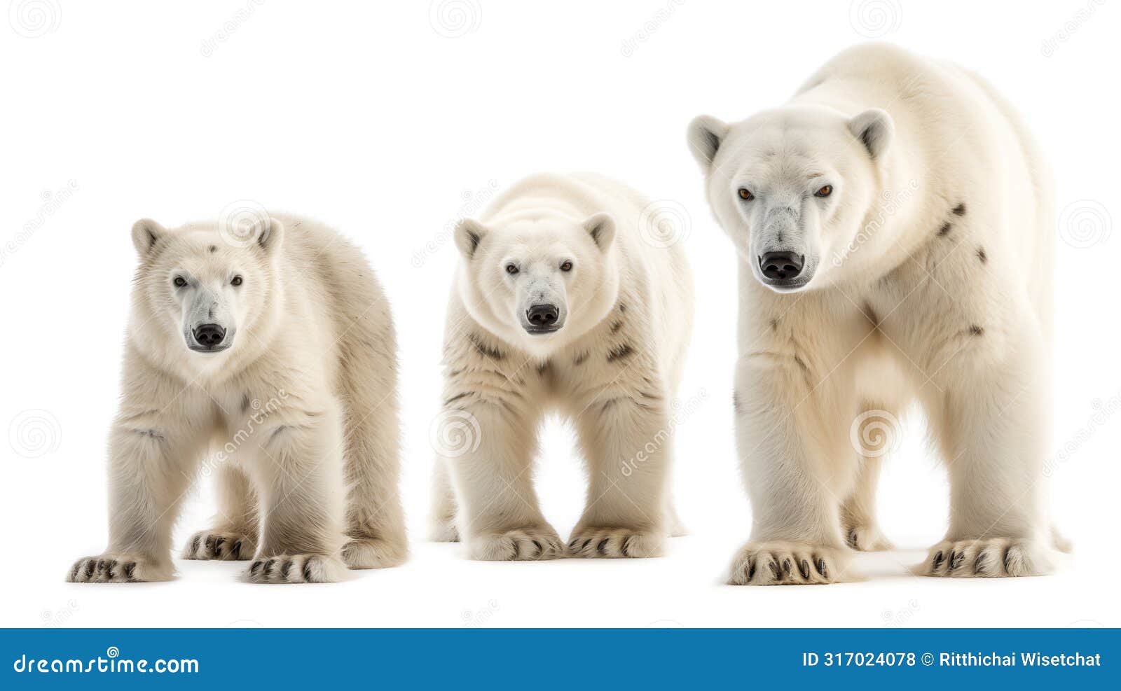 Three Polar Bears Standing in a Row, Each with a Slightly Different ...