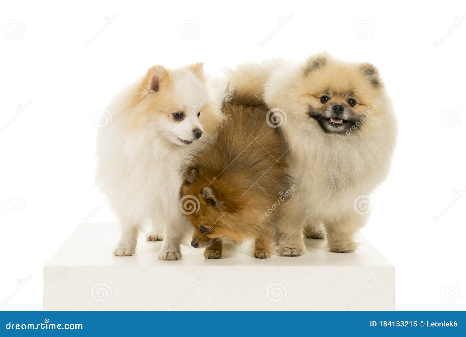 Three Pomeranian Dogs Standing In A Row Looking At The Camera Isolated ...