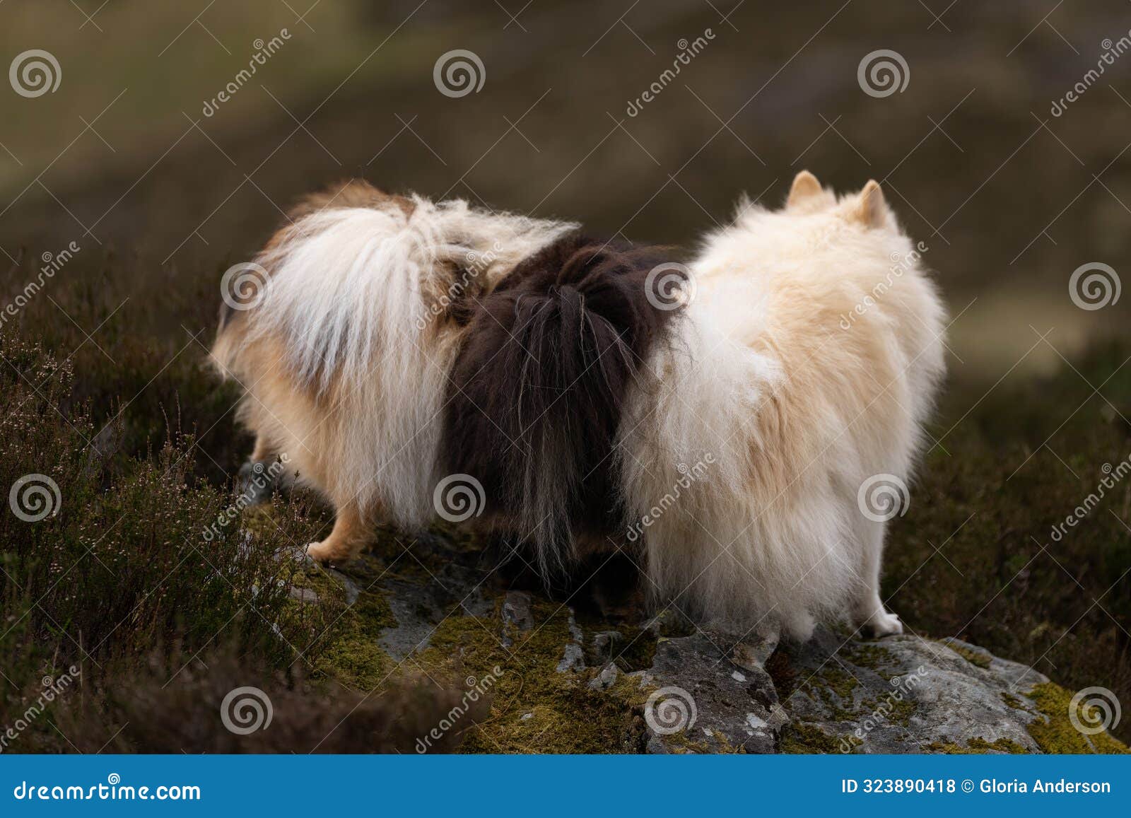 Three Pomeranian S Backsides while Posing on a Rock Stock Photo - Image ...