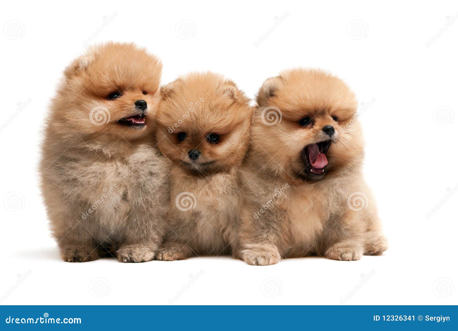 Three Pomeranian Spitz Puppies Stock Image - Image of breed, round ...