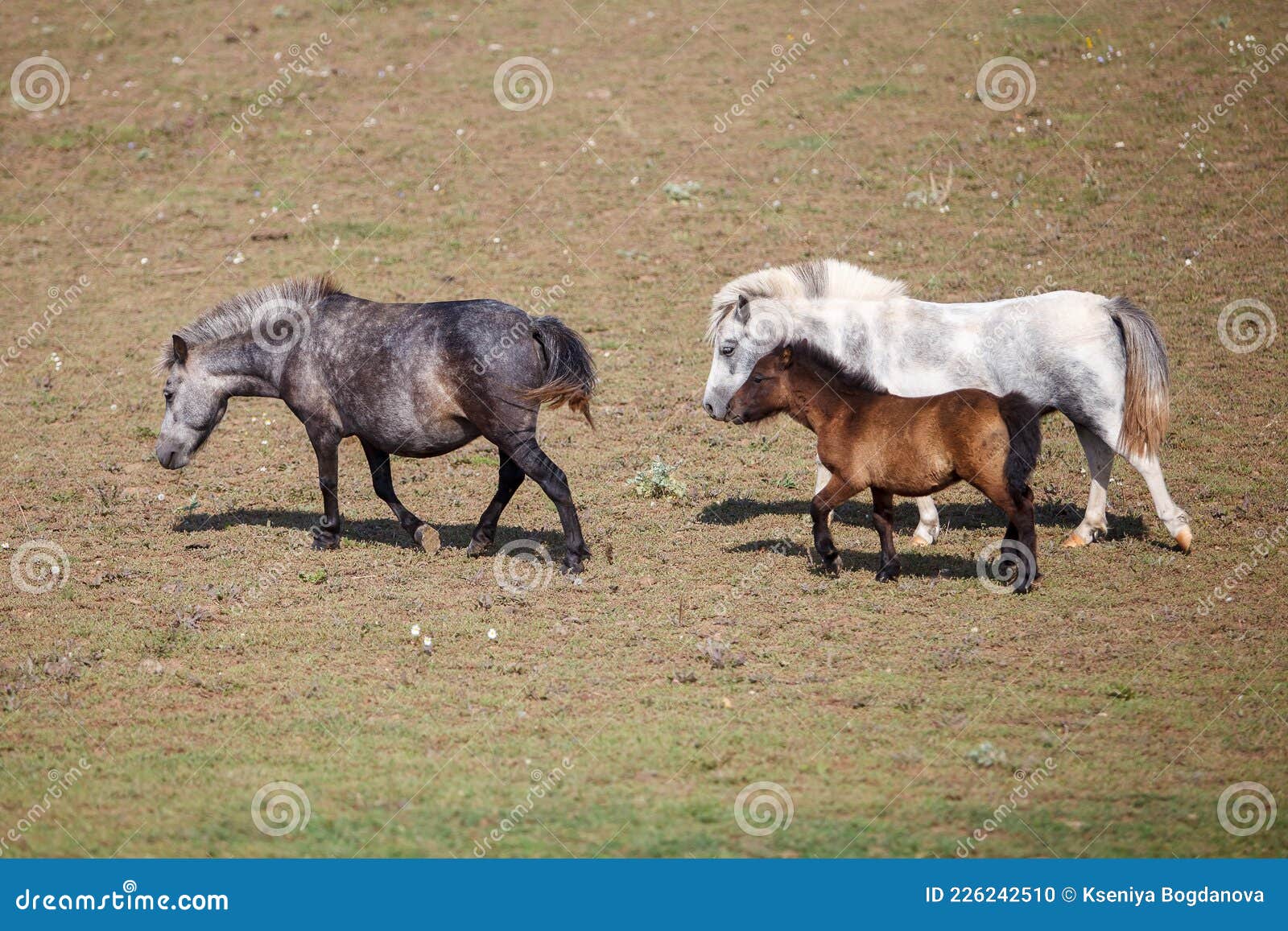 Three Ponies Grazing at a Horse Farm, Stallion, Mare and Colt Stock ...