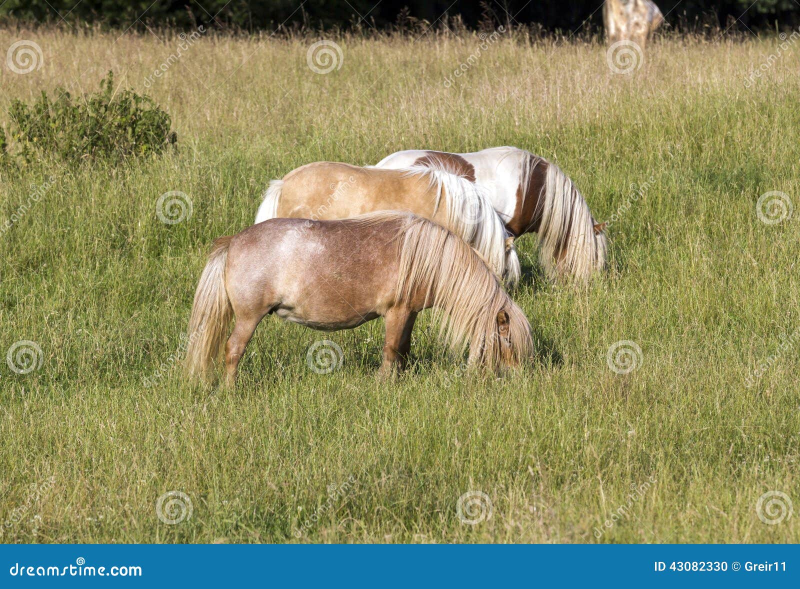 Three ponies on the meadow stock photo. Image of fence - 43082330